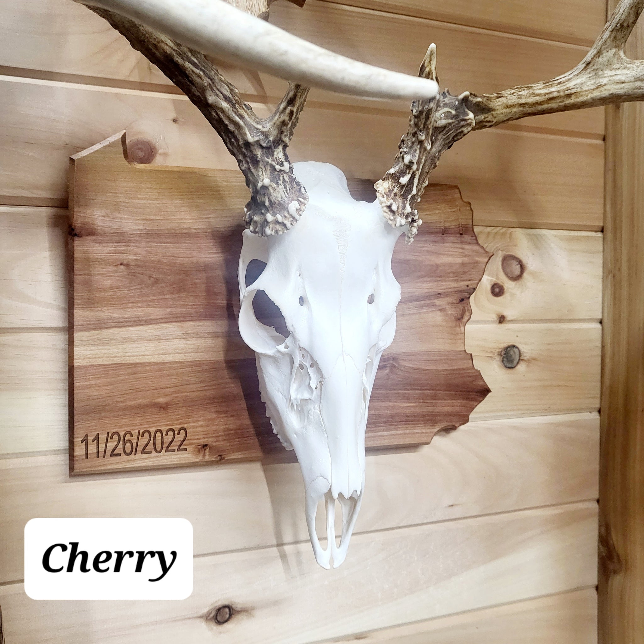State European Deer Plaque Skull Mount – Piney Hollow Wood Craft